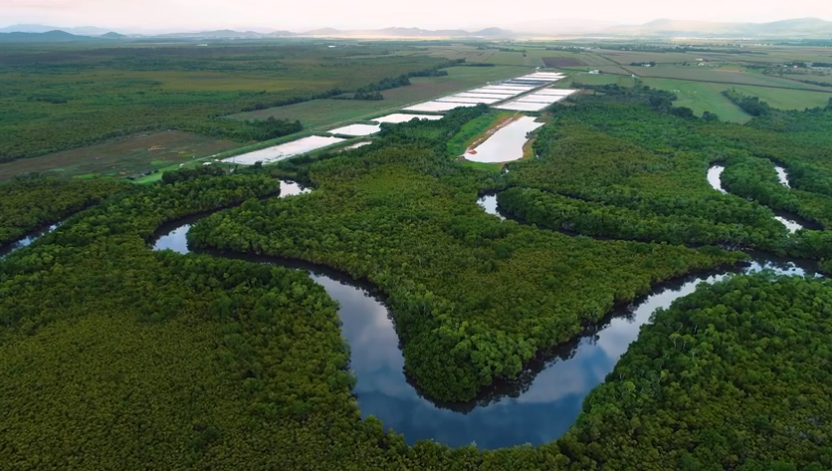 Boost for barra farm expansion plans | iQ Industry Queensland