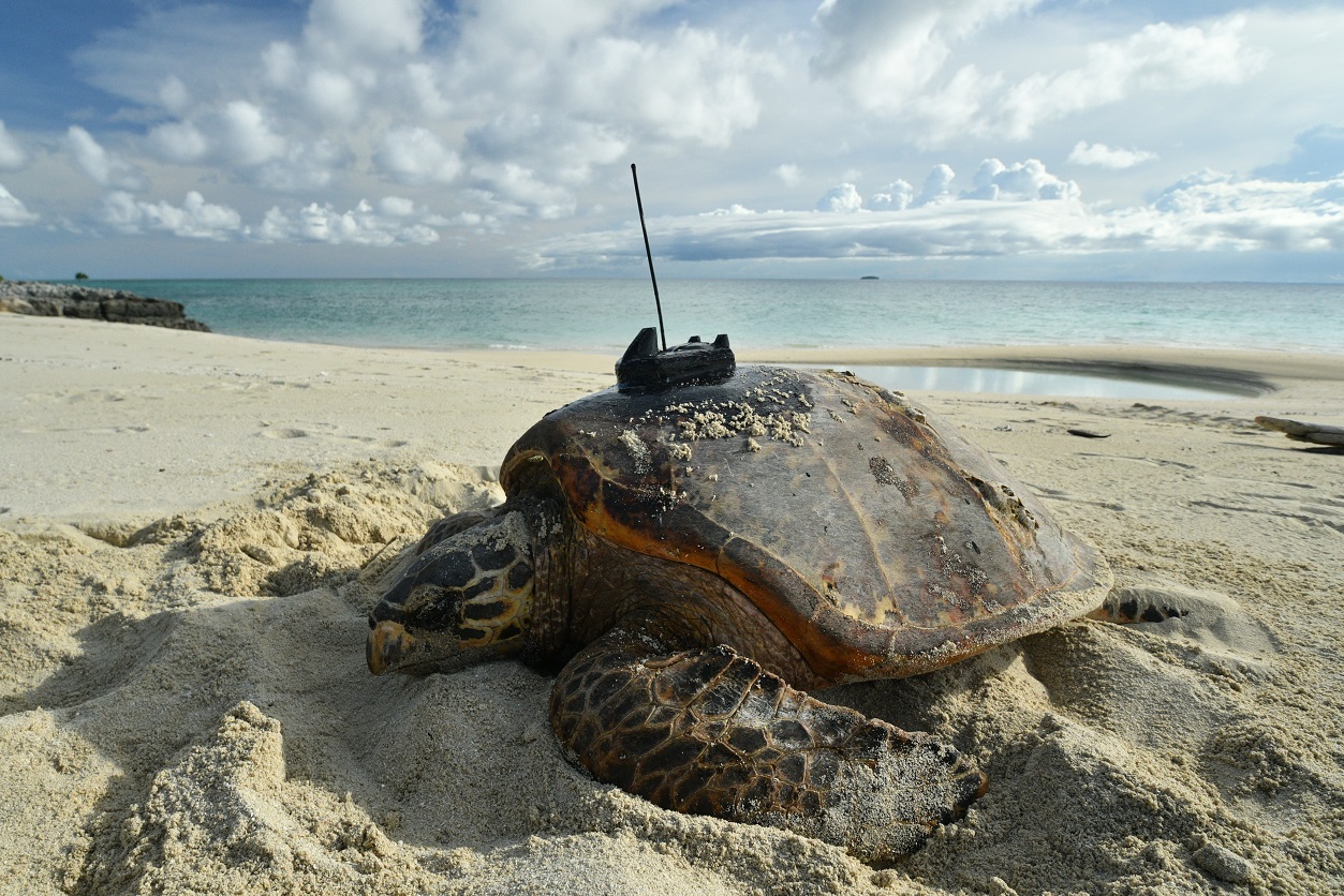 Cannington's 'turtley' awesome adventure | iQ Industry Queensland