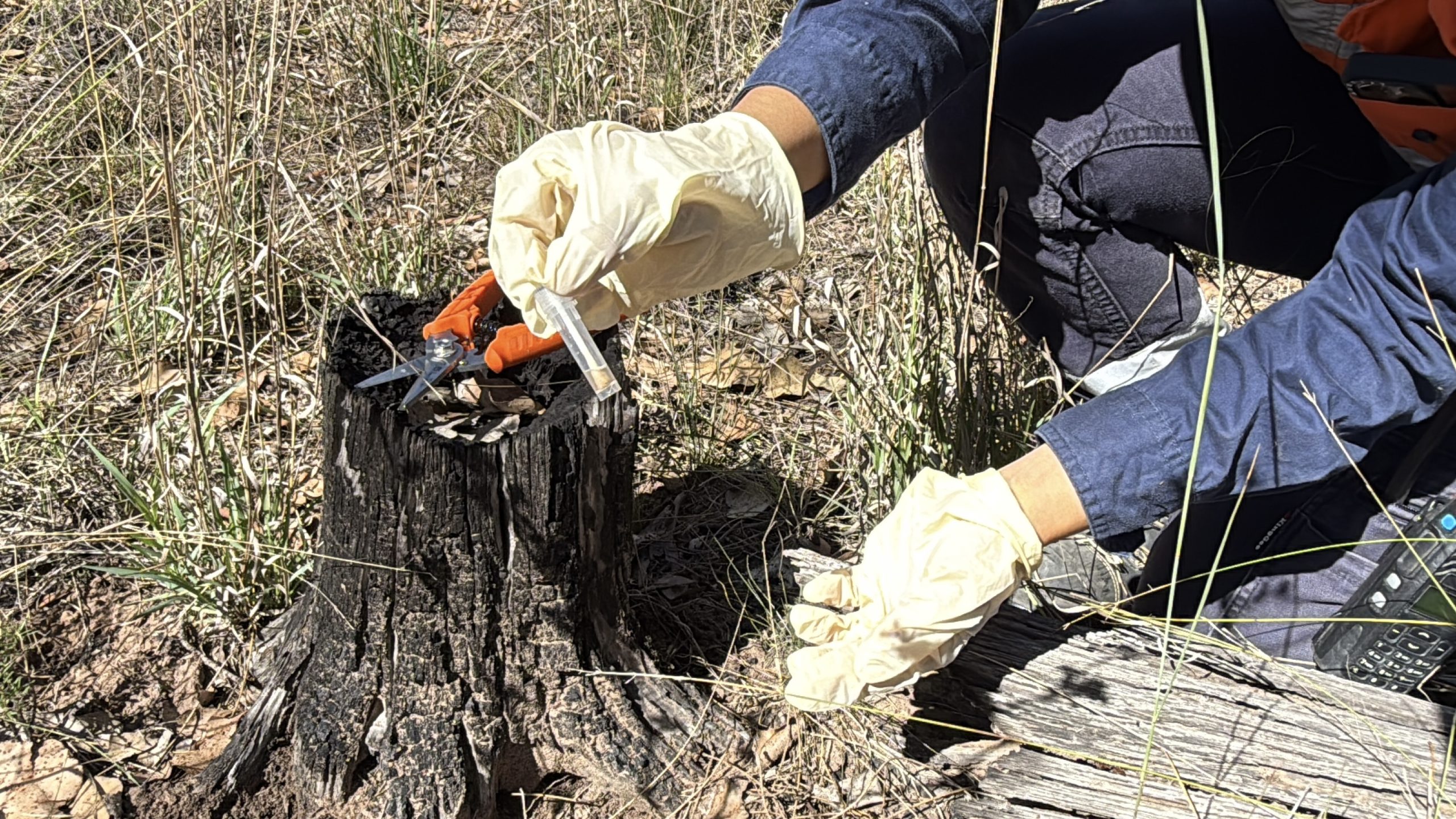 DNA kits help track nature's progress in mined areas | iQ Industry ...